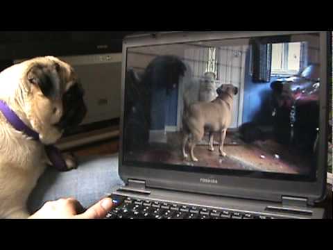 Pug watches herself on TV - YouTube