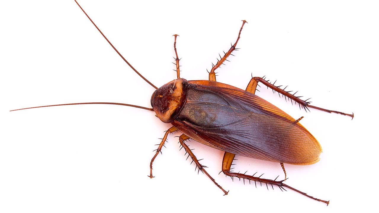 Vertreibe Kakerlaken auf natürliche Weise - Ein für alle Mal! - YouTube