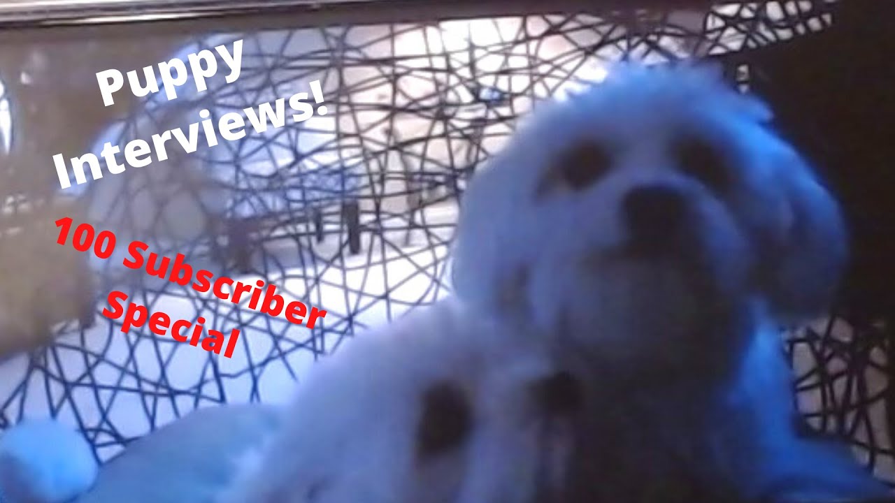 Puppy Interviews!! 100 Subscriber Special!😃 - YouTube