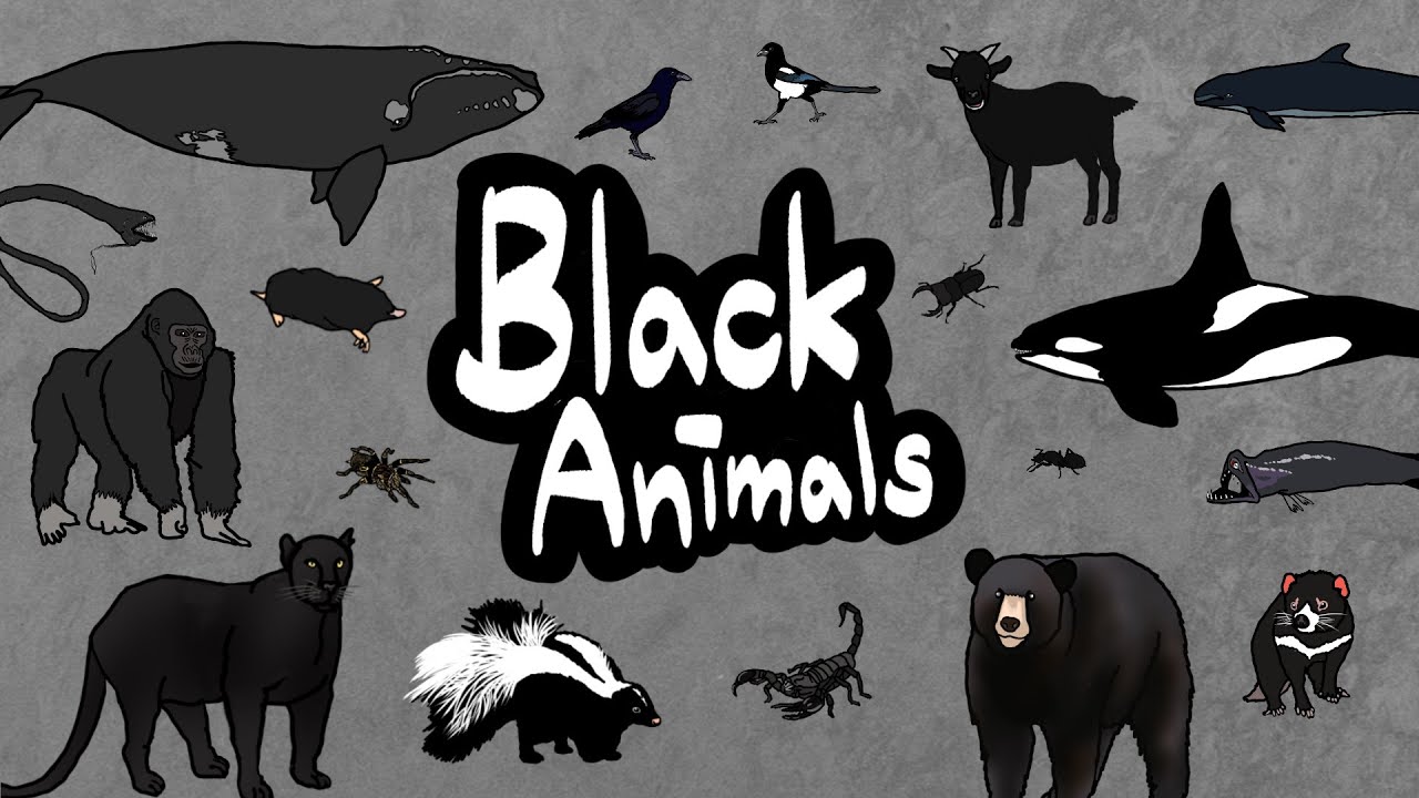Black Animals | Which creatures are black in color? | Let’s discover ...