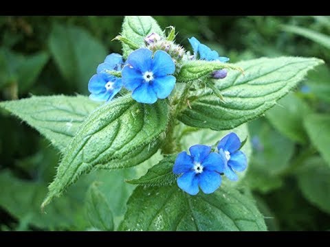 The Uses and benefits of Alkanet - YouTube
