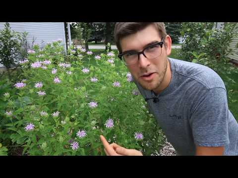 How to Grow Wild Bergamot (a.k.a Bee balm) - Complete Growing Guide