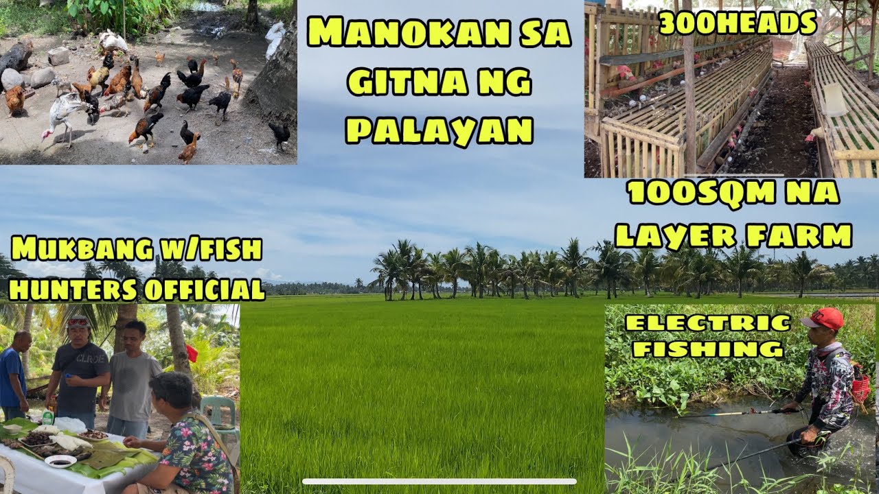 MANOKAN SA GITNA NG PALAYAN | 100SQM NA LAYER FARM 300 HEADS | ELECTRIC ...