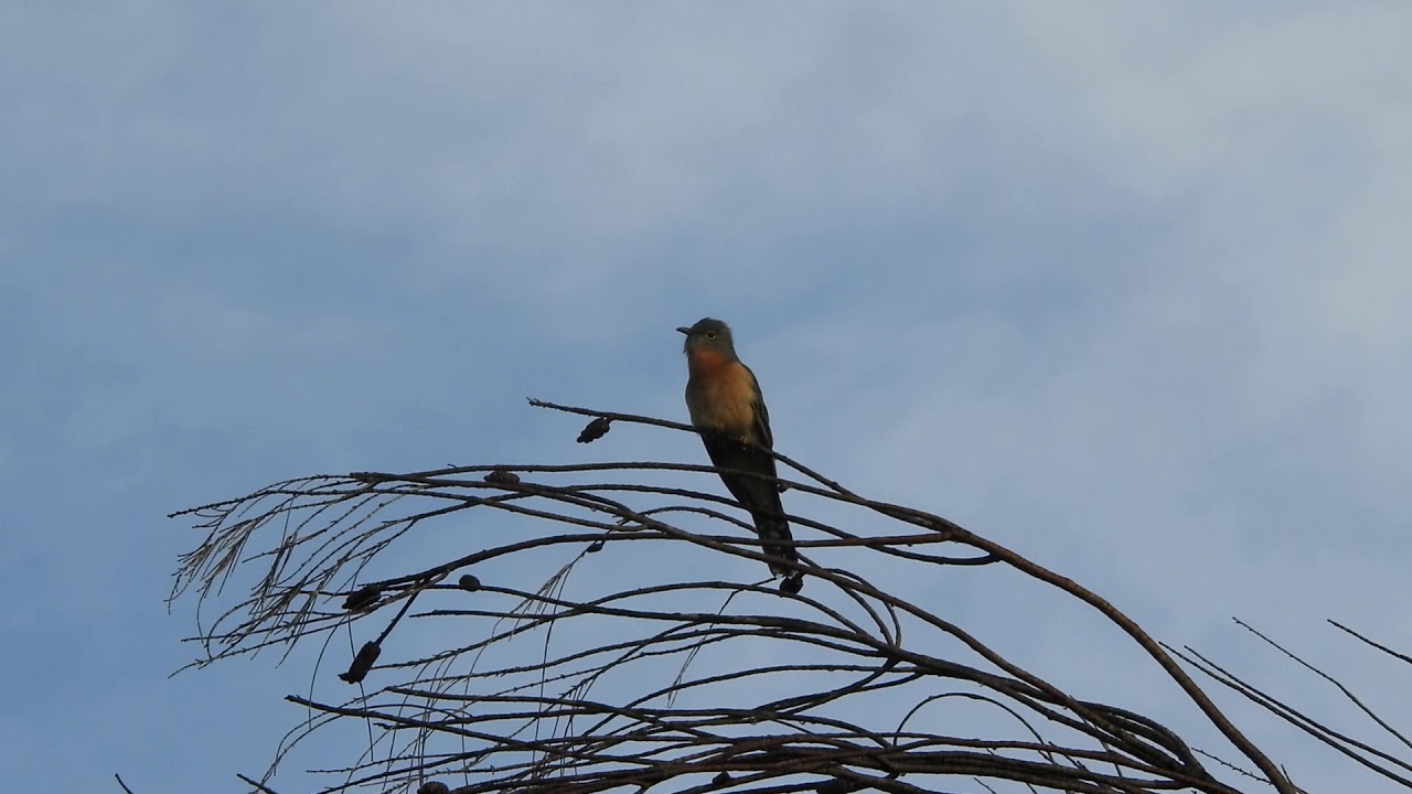 Song of the Fan-tailed Cuckoo - YouTube