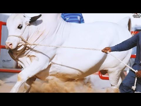 white nukra cow far sale | gulabi nokra cow | shahiwal nokra cow | in ...