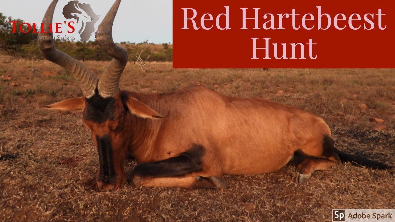 Hunting in Africa | Red Hartebeest Hunt at Tollies African Safaris ...