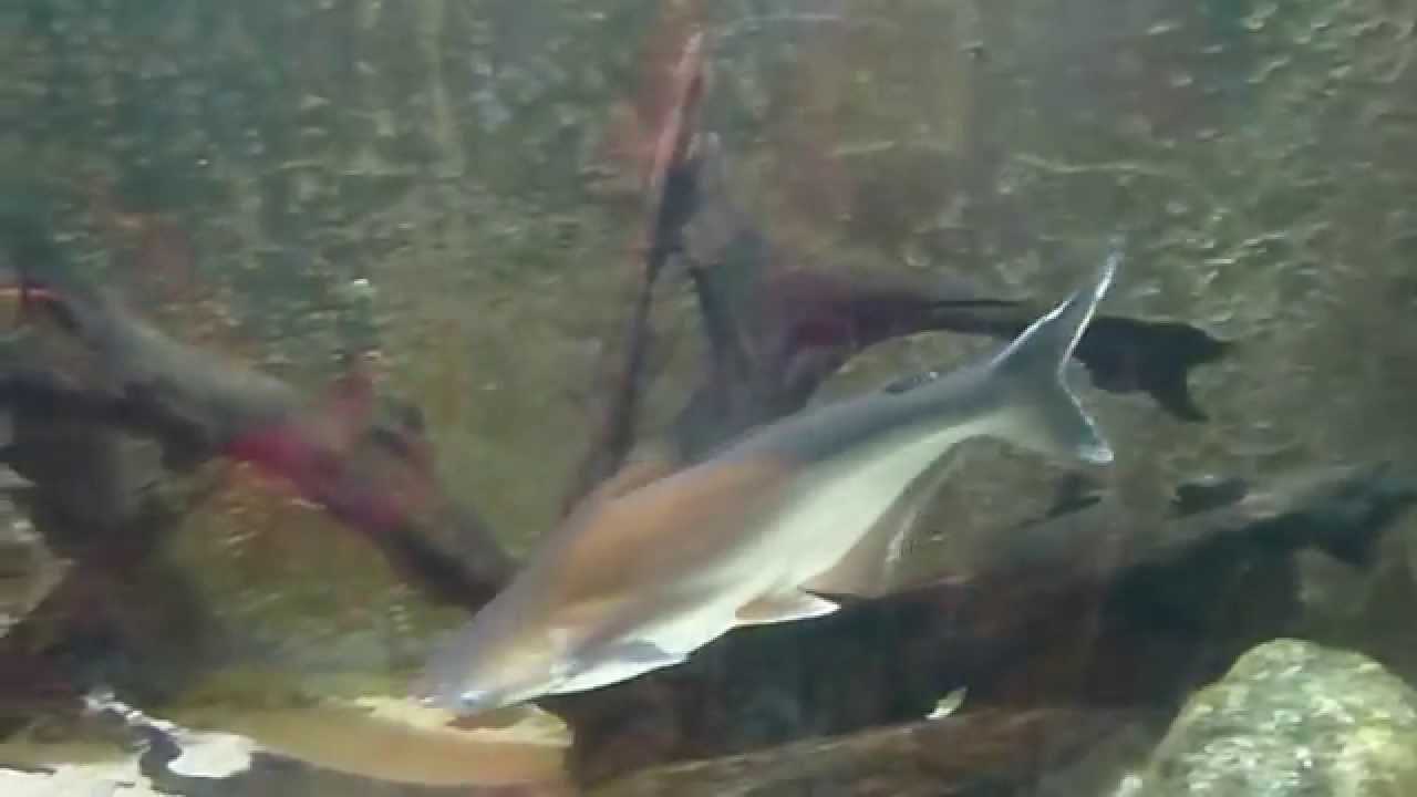 Freshwater Fish : River Patin HD - YouTube
