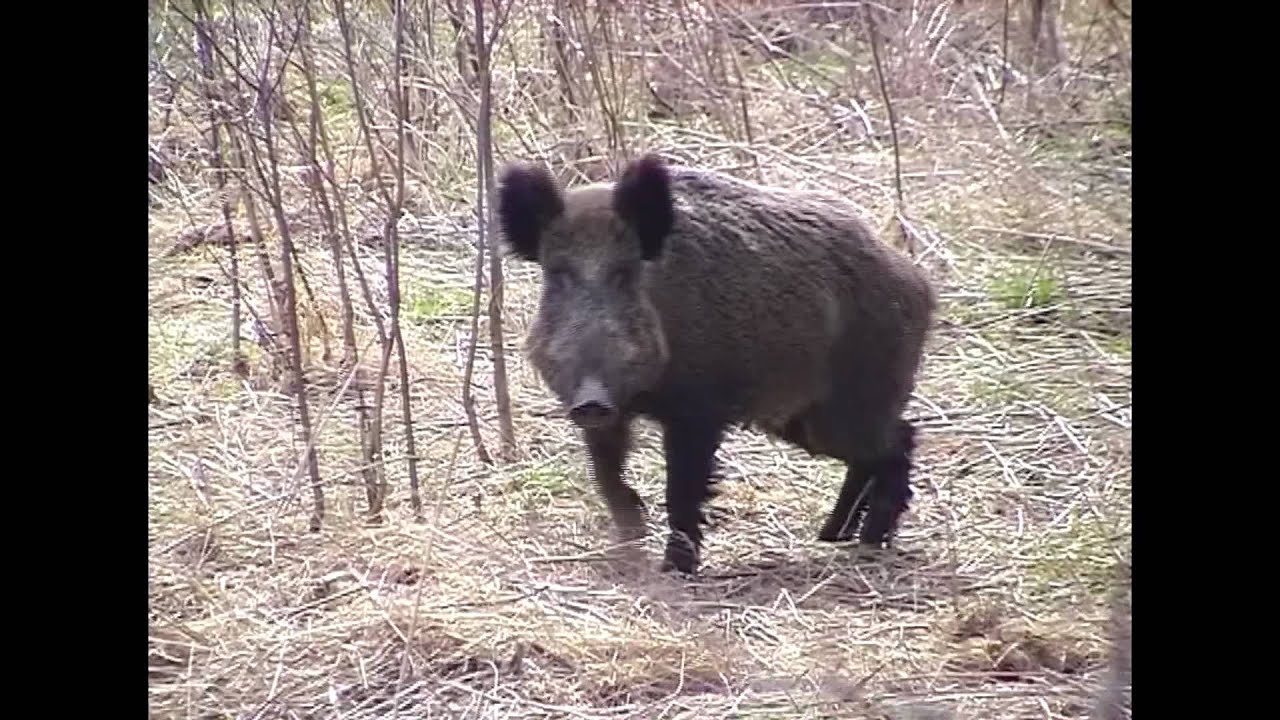 Prase divoké (Sus scrofa) - YouTube