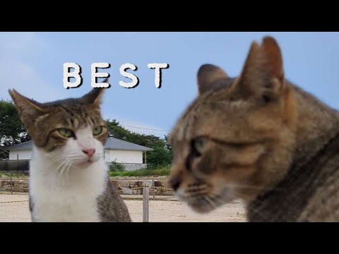 BEST CATS 2023 JULY 4TH WEEK - YouTube