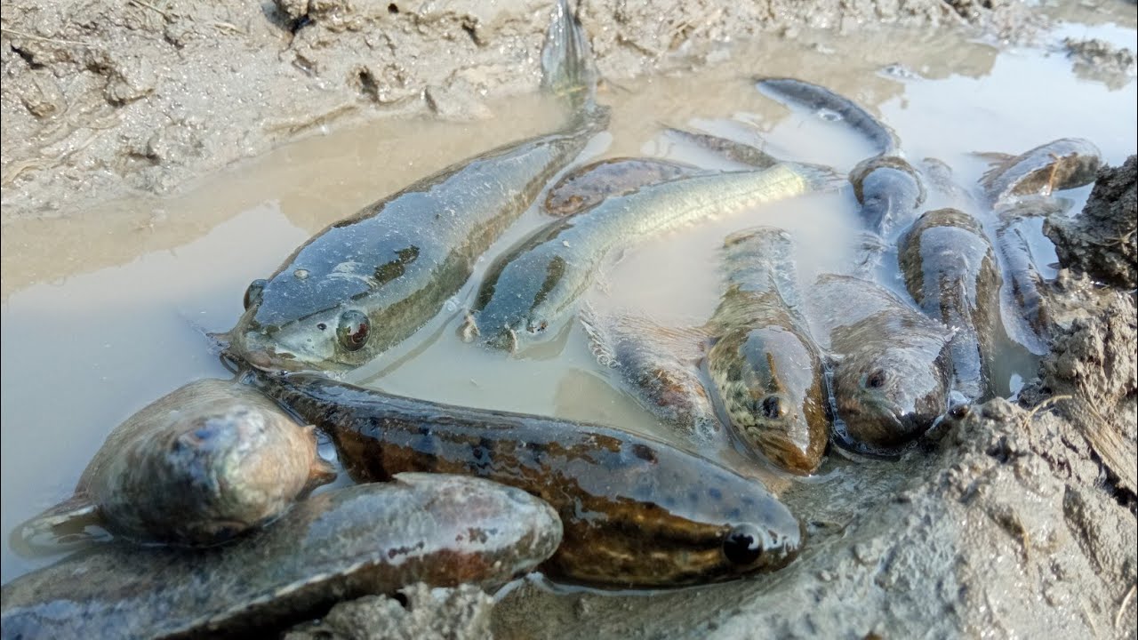 amazing fishing! a fisherman skill catch fish a lots in mud at special ...