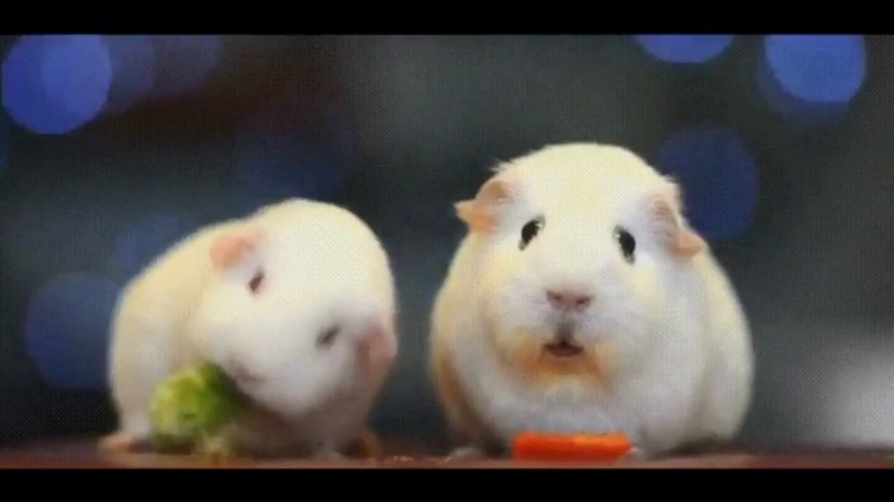 Sad Gerbil - YouTube