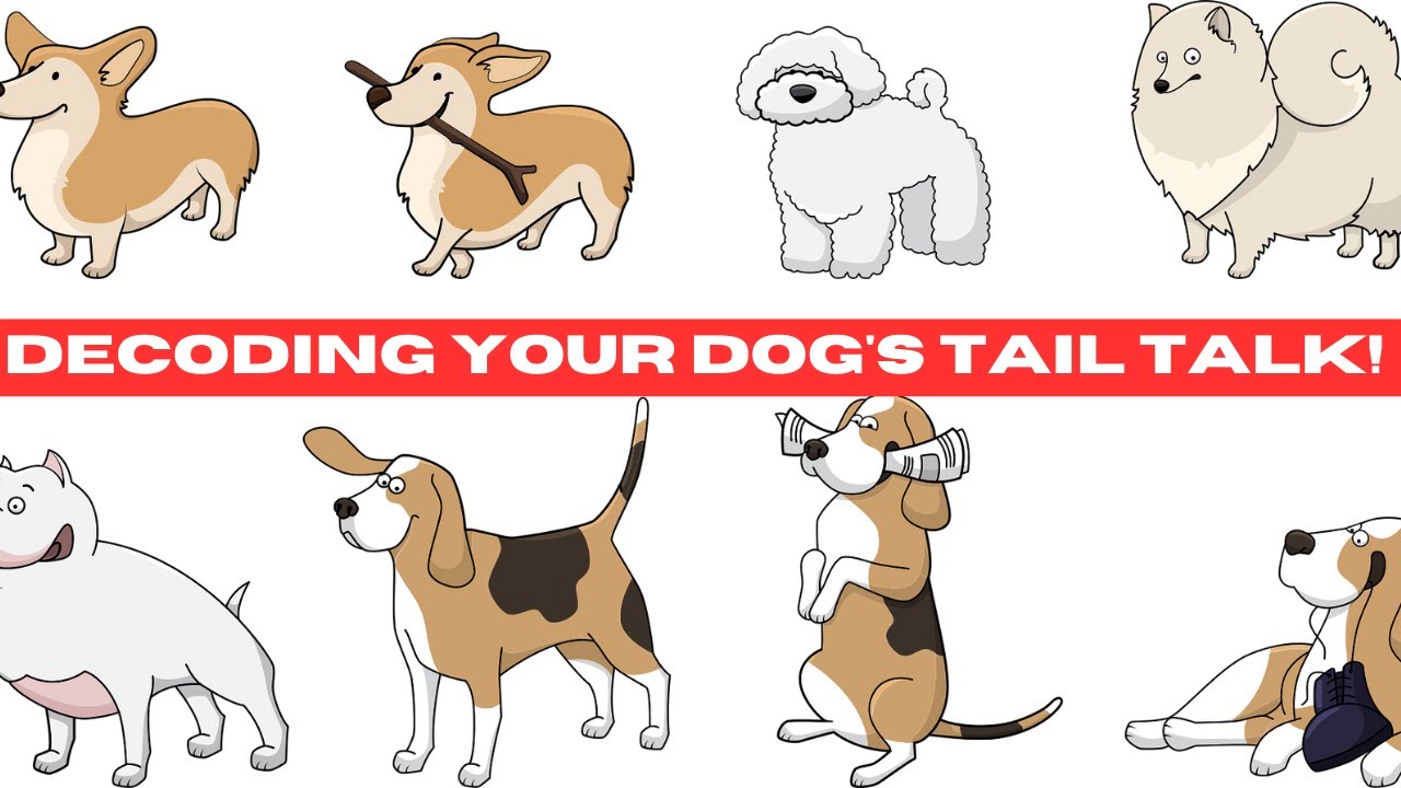 Wagging Wisdom: Decoding Your Dog's Tail Talk! - YouTube