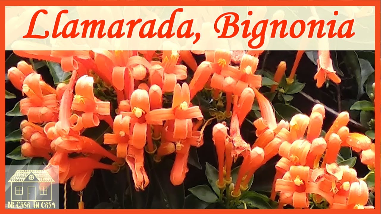 Bignonia de Invierno o Planta Llamarada, Cuidados | Plantas Trepadoras ...