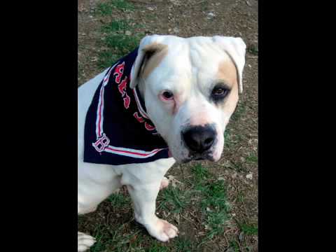 Cute Puppies Love the Boston Red Sox! Tessie Song! - YouTube