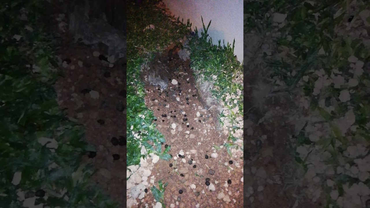 My rabbit digging a deep hole in our lawn - YouTube