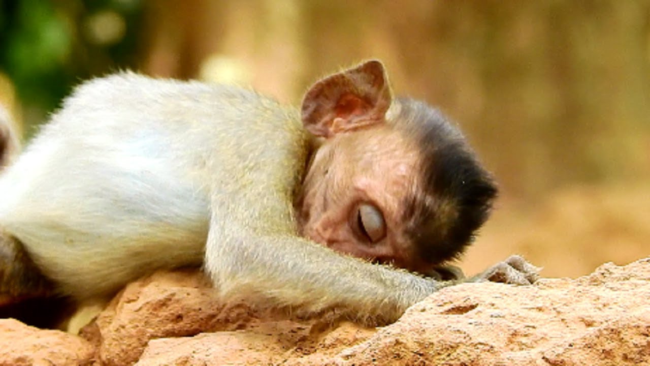 Sleeping So Cool And Lonely, Dustin Make Me Crying In Heart Cos Sadness ...