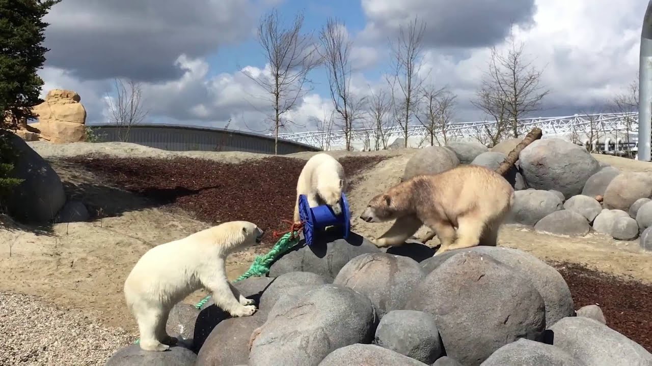 Wildlands Adventure Zoo Emmen 2016 - YouTube