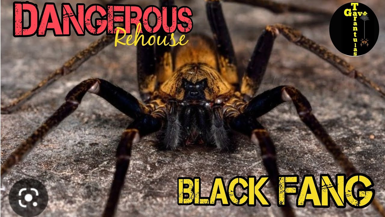 DANGEROUS! Unboxing Macroctenus Keyselingi ( Black Fang Wandering ...