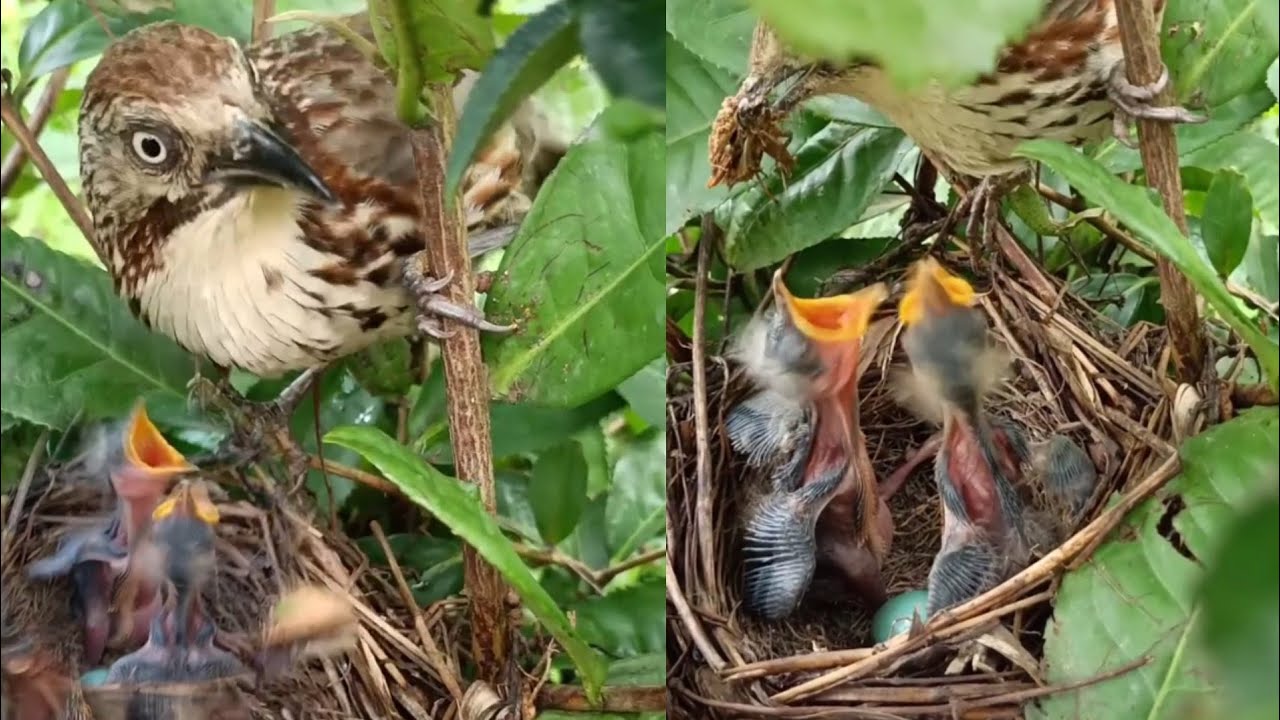 Spiny babbler birds - Mother takes care of 2 babies in a clean bird ...