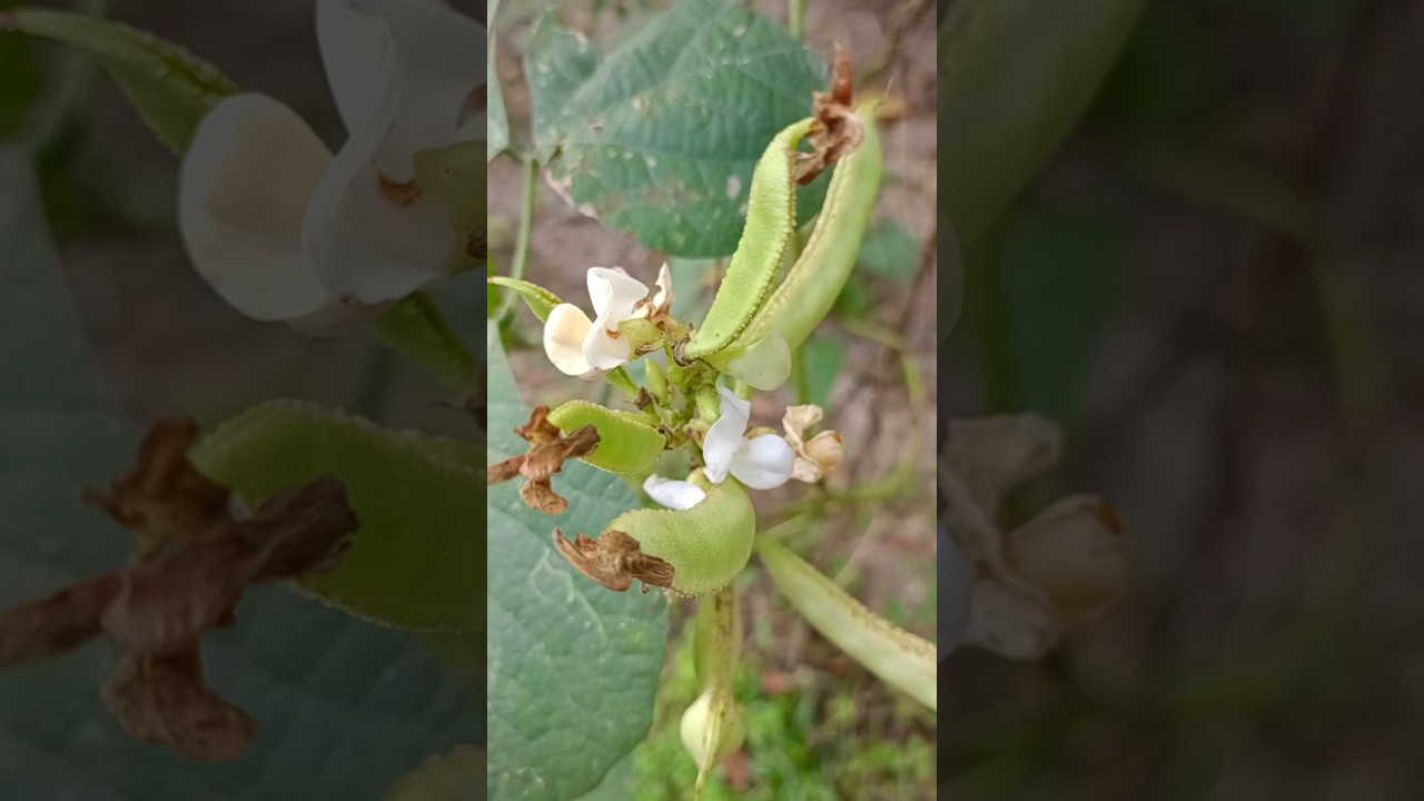 Beans (Urohi) || #plant #beans #garden #nature #flowers || - YouTube