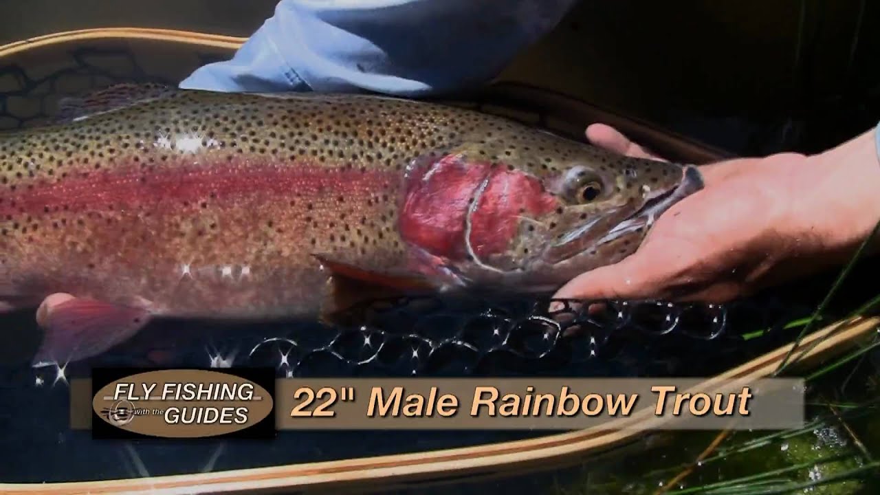 Fly Fishing Colorado Beaver Valley Ranch part 3 - YouTube