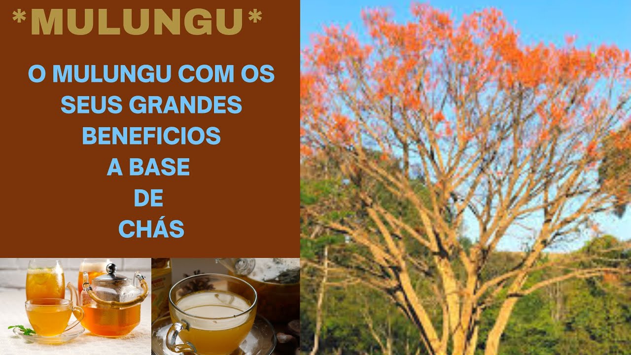 🌿🌿 MULUNGU - Os benéficios do chá do Mulungu - YouTube