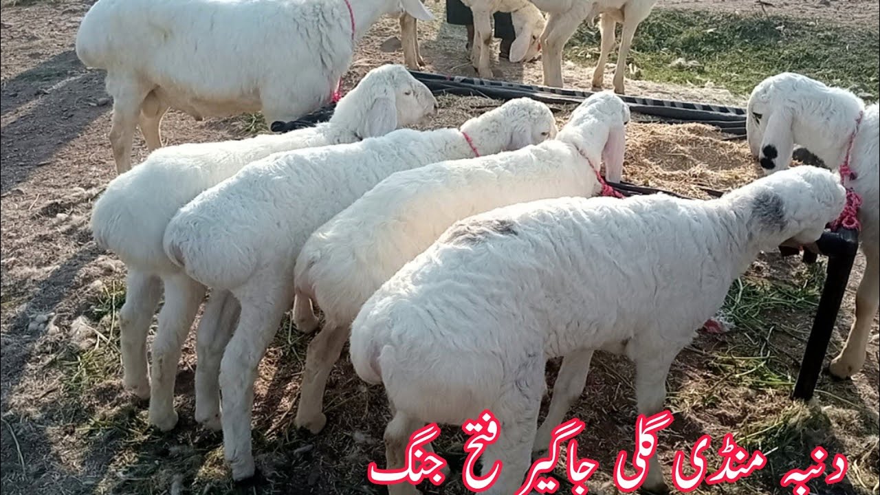Dumba Mandi Gali Jageer | Best Dumba Collection for Qurbani Eid 2023 ...