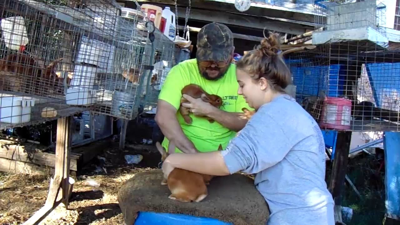 New Zealand Rabbits - Ace and Anne Belle's litter of New Zealand Red ...