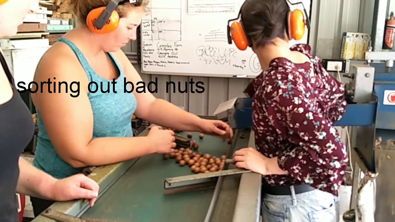 Dehusking and sorting process - YouTube