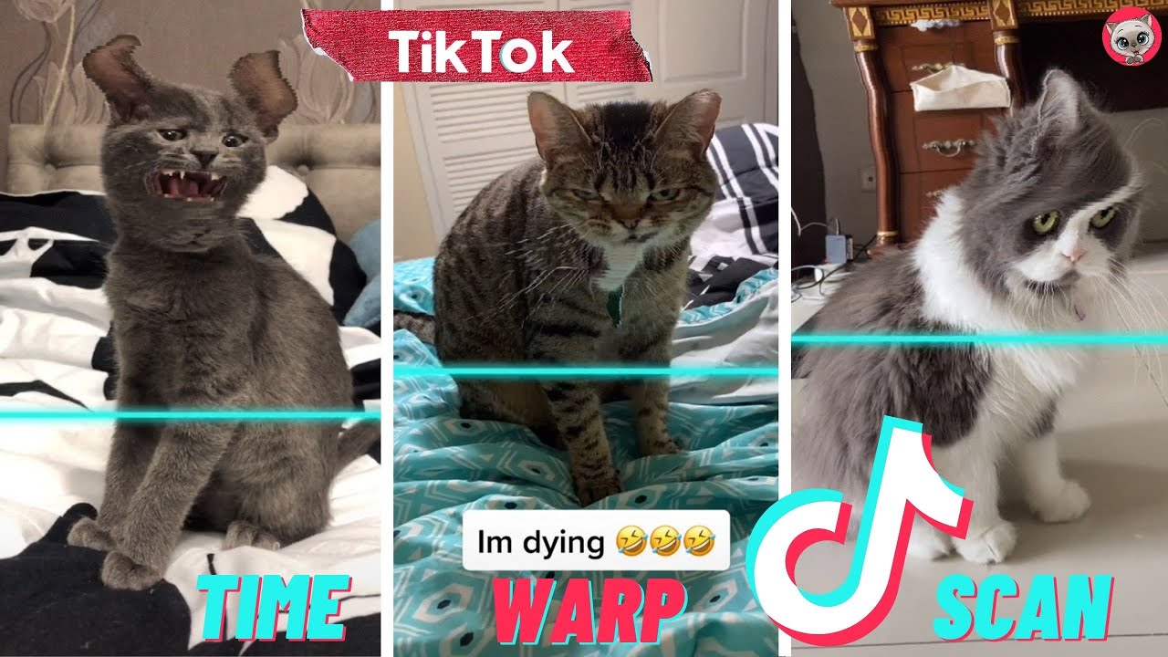 🙀 Time Warp Scan Tiktok Cat Compilation Filter Tiktok 😜 Youtube