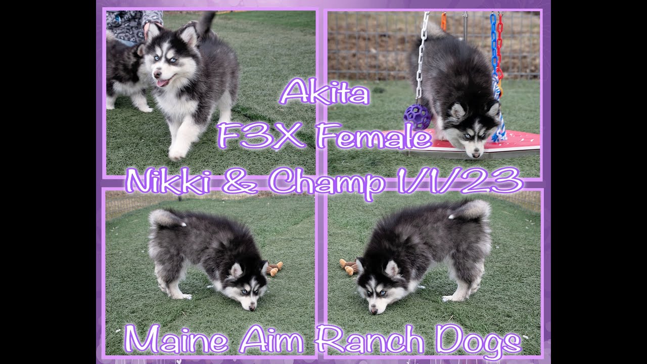 Smart Pomsky Akita 11 weeks old & Paris the Frenchie 4 months old - YouTube