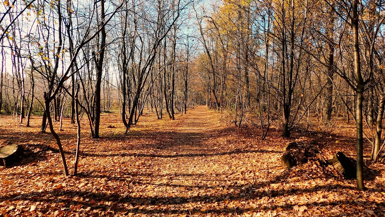 Forest BackGround Video : Beautiful Scenery Of Autumn Mood Forest | 4K ...