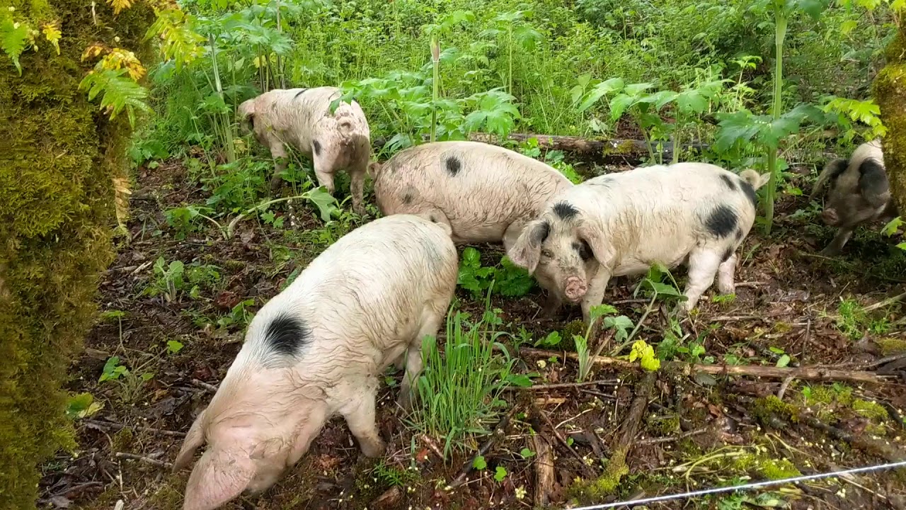 Forest foraging pigs - YouTube