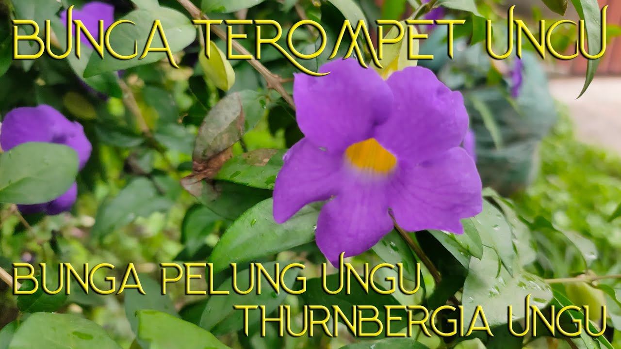 BUNGA PELUNG TEROMPET UNGU - YouTube
