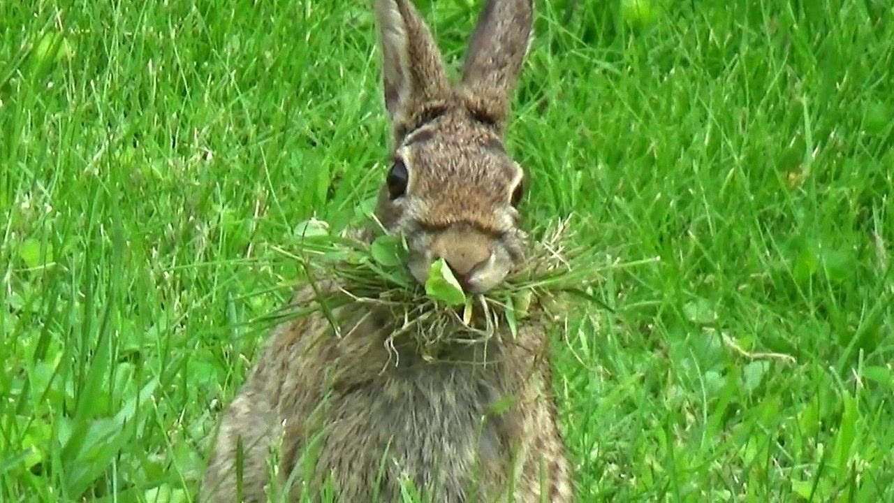 Rabbit building a Nest & Chipmunk - YouTube