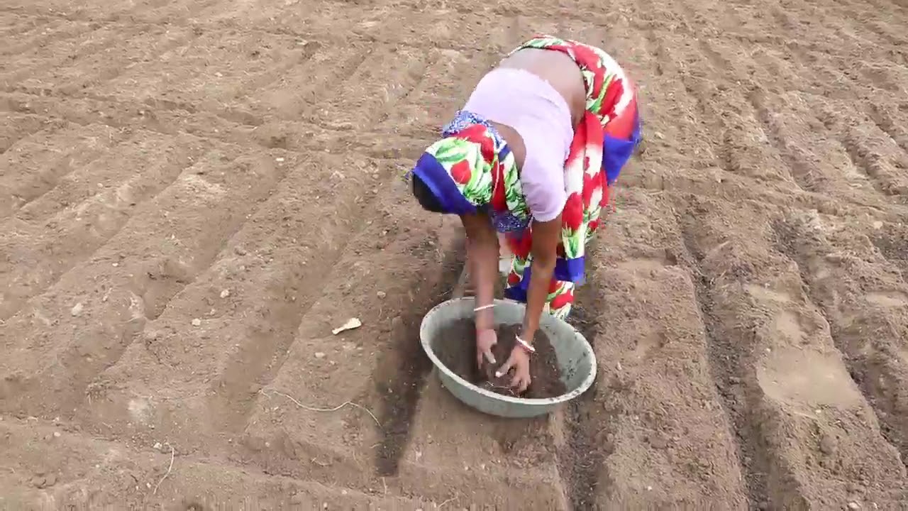 आलू- खेत की तैयारी एवं बीज की बुवाई (Potato- Land Preparation & Seed ...
