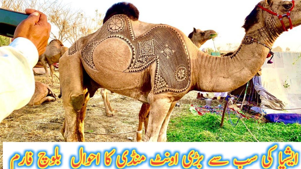 best camel mandi in pakistan||Beautiful camel available||balcoh farm ...
