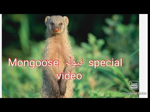 Where do Mongoose live? What do Mongoose eat? - YouTube