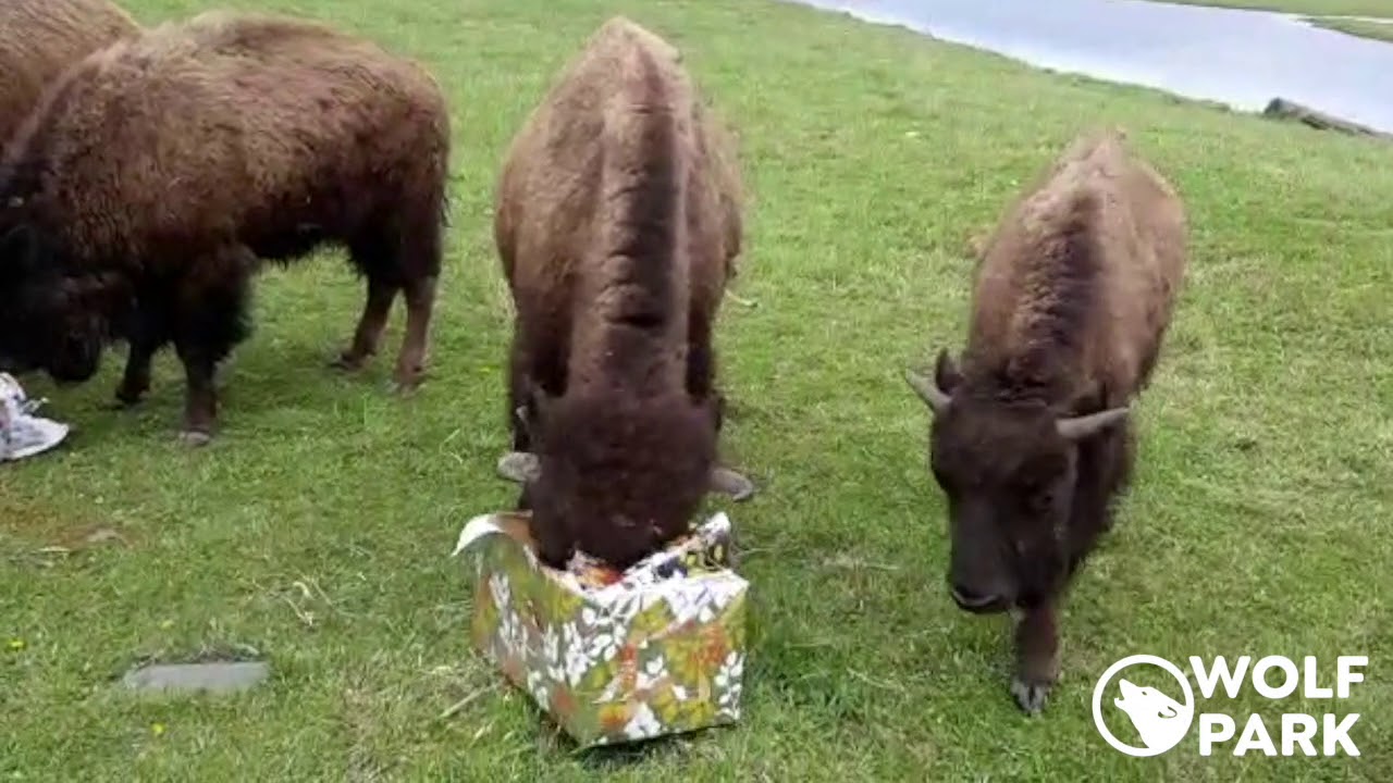 Bison Herd Birthday Party - YouTube