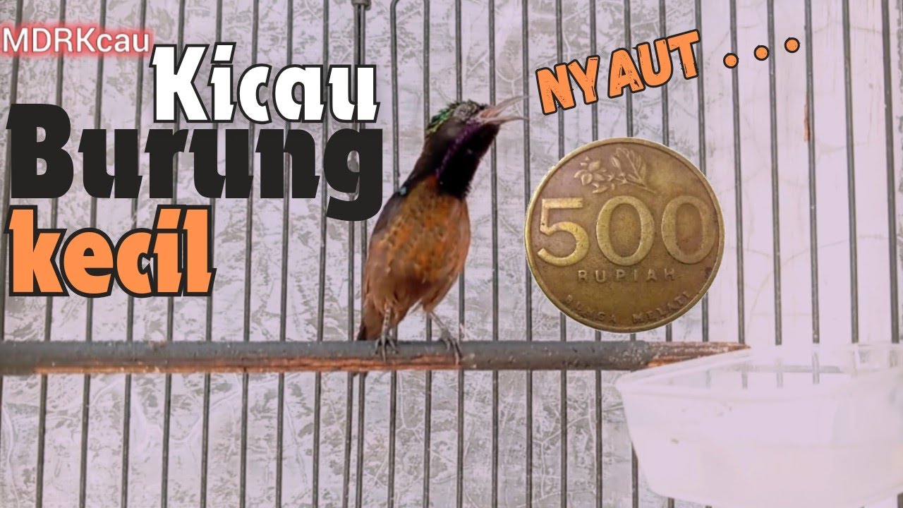 Burung Konin Gacor Pancingan kicau kolibri ninja materi tembakan mewah ...