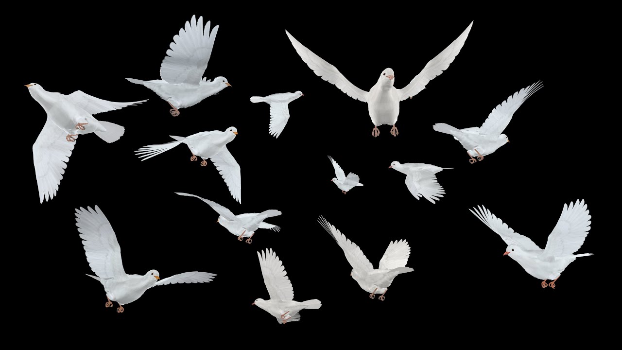 Romantic Doves - Flying Loops and Transitions - YouTube