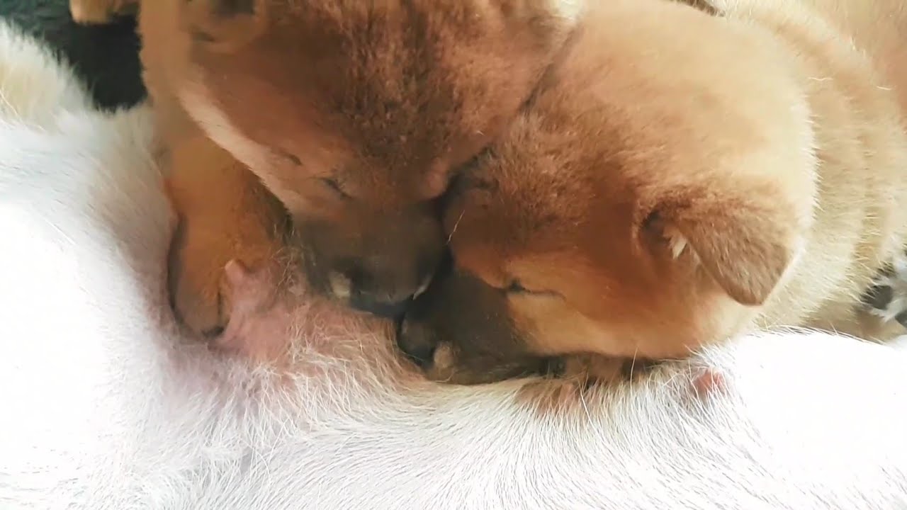 Opend bar - My life is potato. Ep 45 / Shiba Inu puppies - YouTube