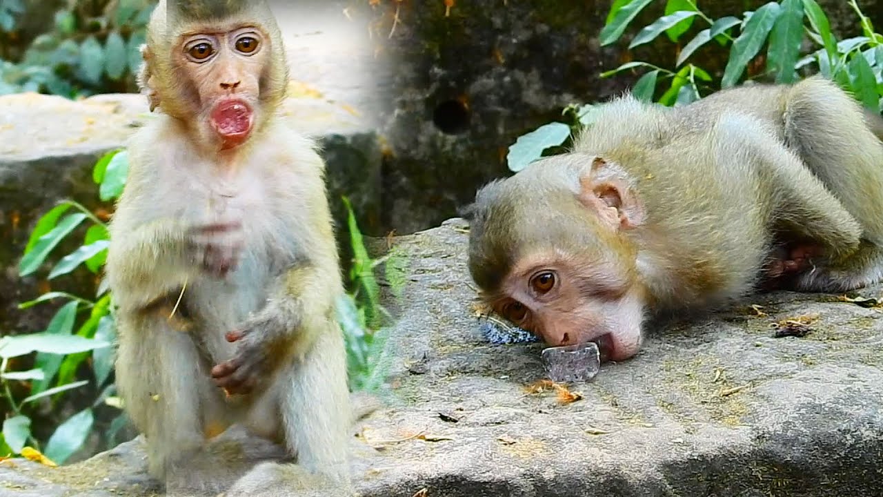 So funny! Rainbow monkey eating ice so yummy - YouTube