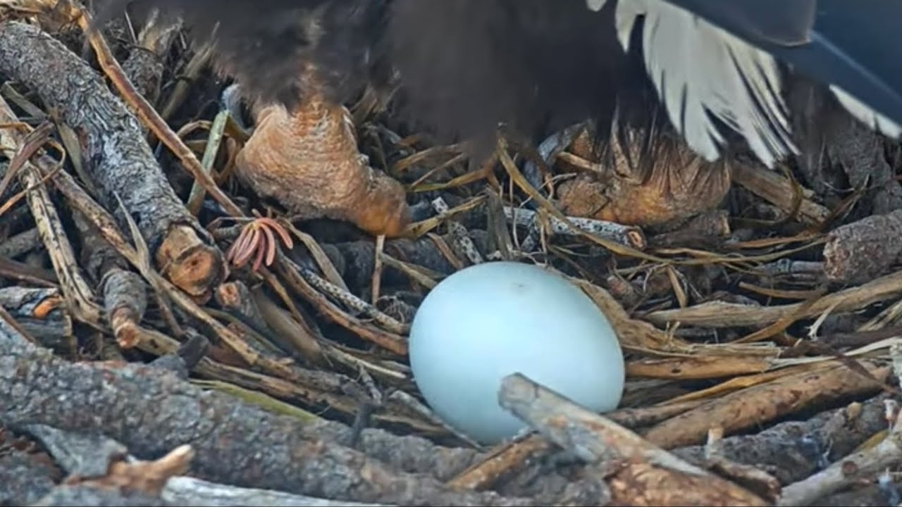 First Egg of 2024 for Jackie and Shadow Big Bear Bald Eagles - YouTube