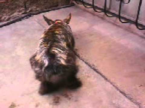 PERRO SCOTT TERRIER DUNCAN - YouTube