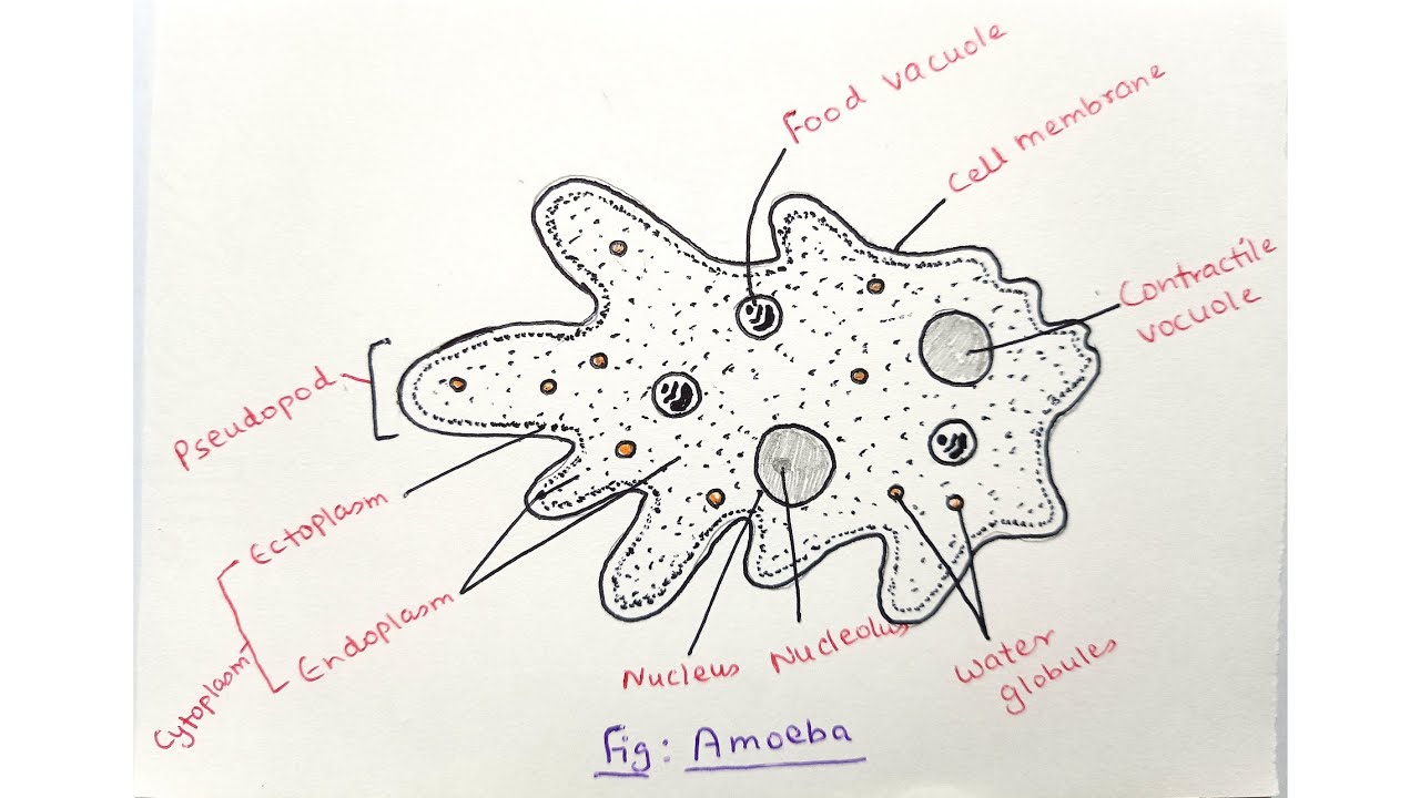 How to draw Amoeba / step by step drawing for beginners - YouTube