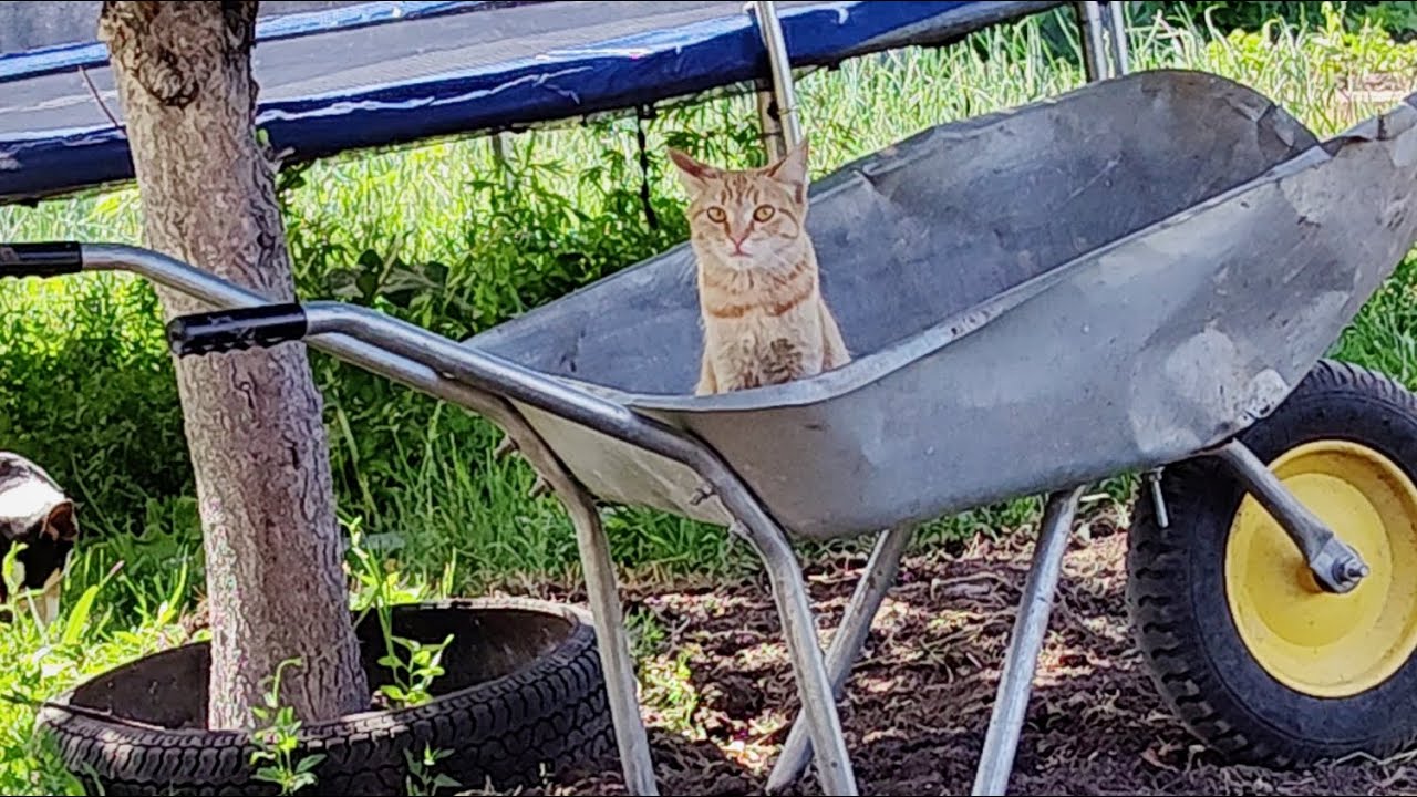 The cat arrived in a wheelbarrow. Funny kittens Mia and Lisa. 4k - YouTube