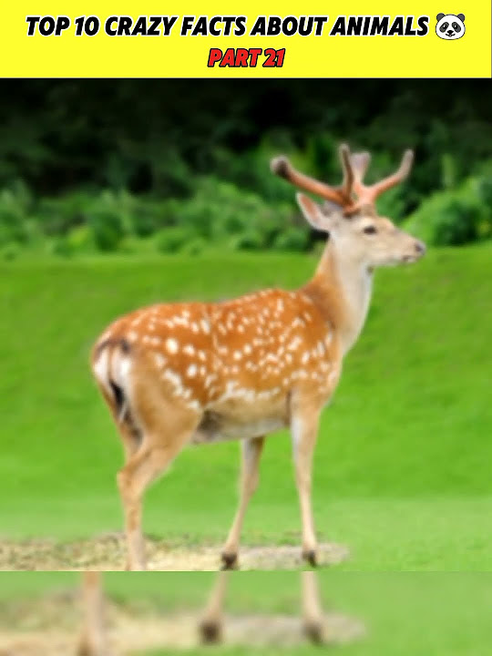 Crazy Facts About Animals🐼| Amazing Facts |Random Facts| Mind Blowing ...