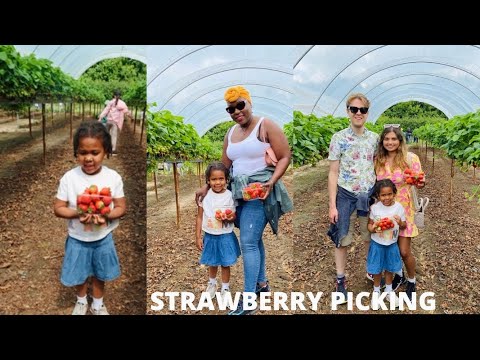 UK Family Day Out 🇬🇧 |Strawberry Picking Rectory Farm Oxford - YouTube