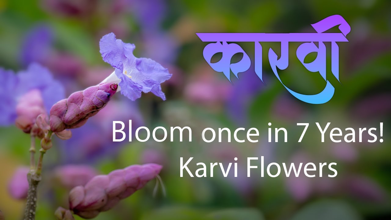 Rare Bloom of Karvi Flowers | Stunning 7-Year Phenomenon in Nature ...